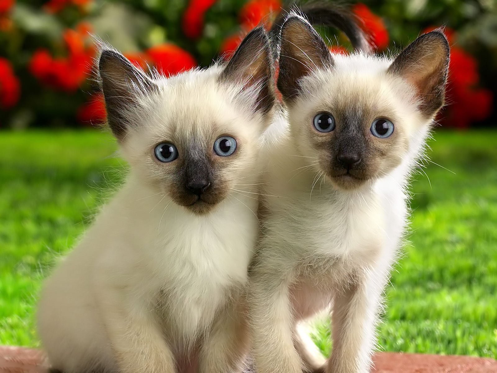 Galer a De Im genes De Gatitos Fotos De Gatitos