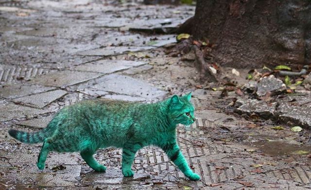 Gato de color verde encontrado en Bulgaria | Mundo Gatos