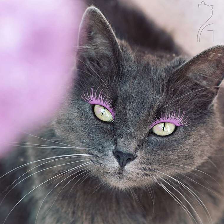 El gato con más glamour de Instagram | Mundo Gatos