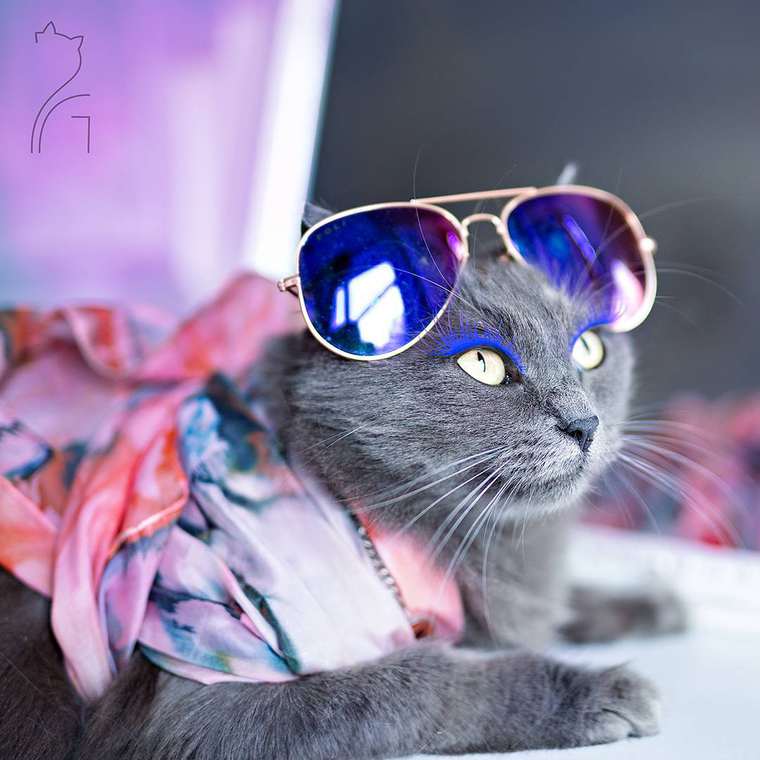 El gato con más glamour de Instagram | Mundo Gatos
