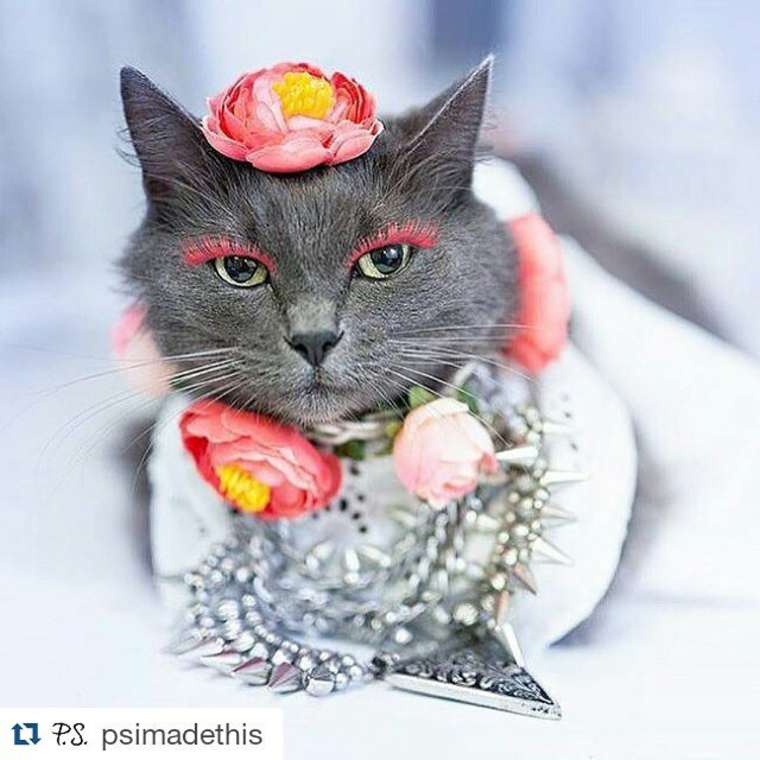 El gato con más glamour de Instagram | Mundo Gatos