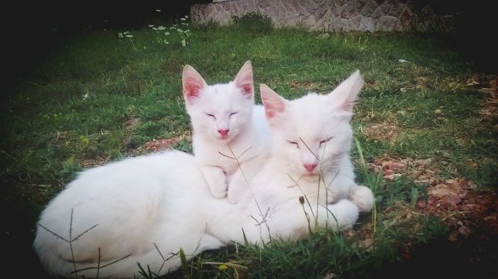 Gatos y su versión en miniatura | Mundo Gatos