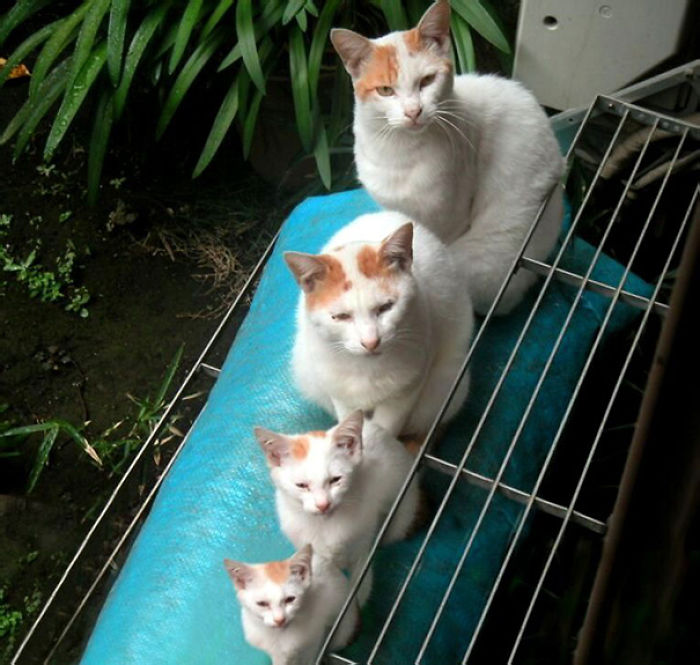 Gatos y su versión en miniatura | Mundo Gatos