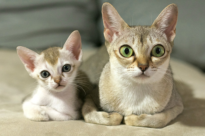 Gatos y su versión en miniatura | Mundo Gatos