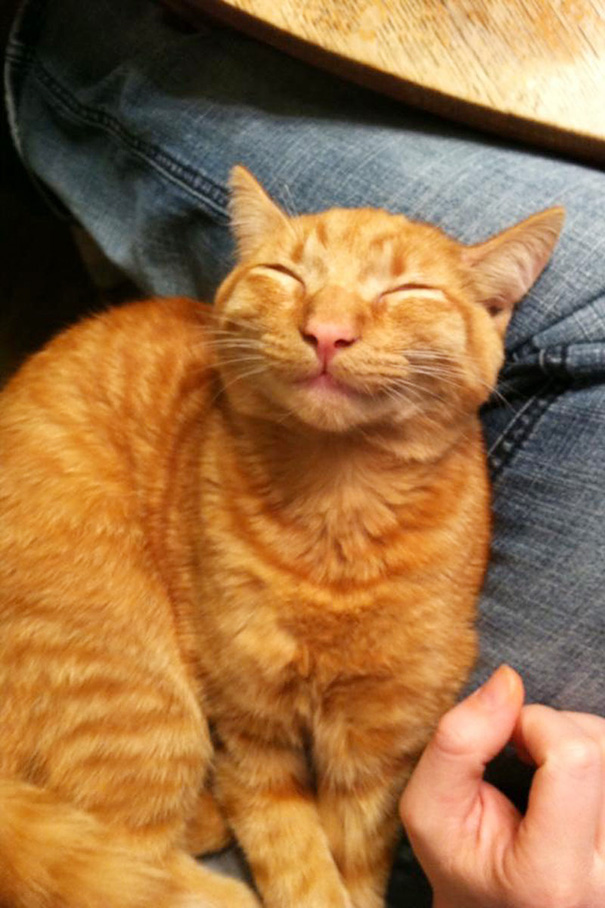 Los gatos más felices del mundo | Mundo Gatos